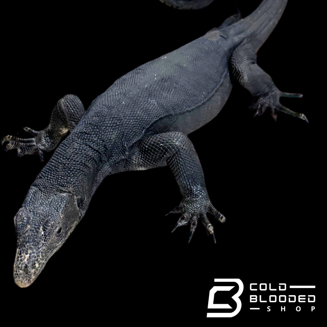 Proven breeder Femsle Black Dragon Water Monitor - Varanus salvator for ...