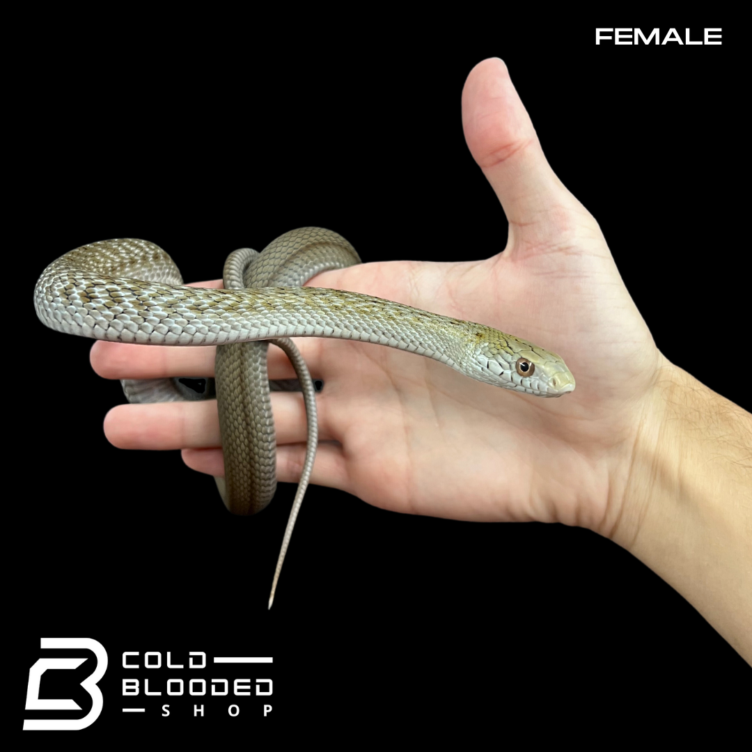 Pair of Japanese King Rat Snakes - Elaphe carinata yonaguniensis