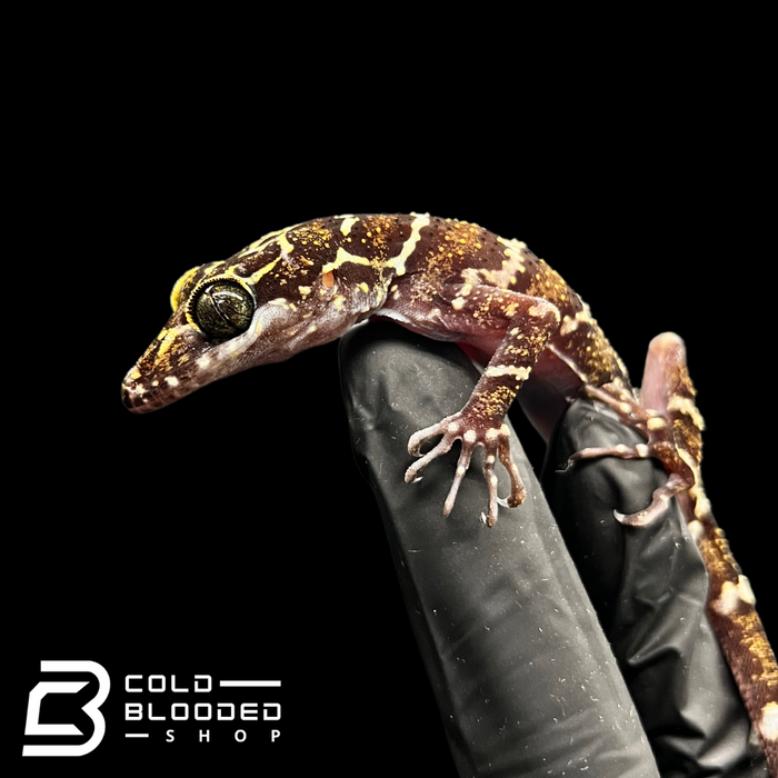 Peters's Bow-fingered Geckos - Cyrtodactylus consobrinus