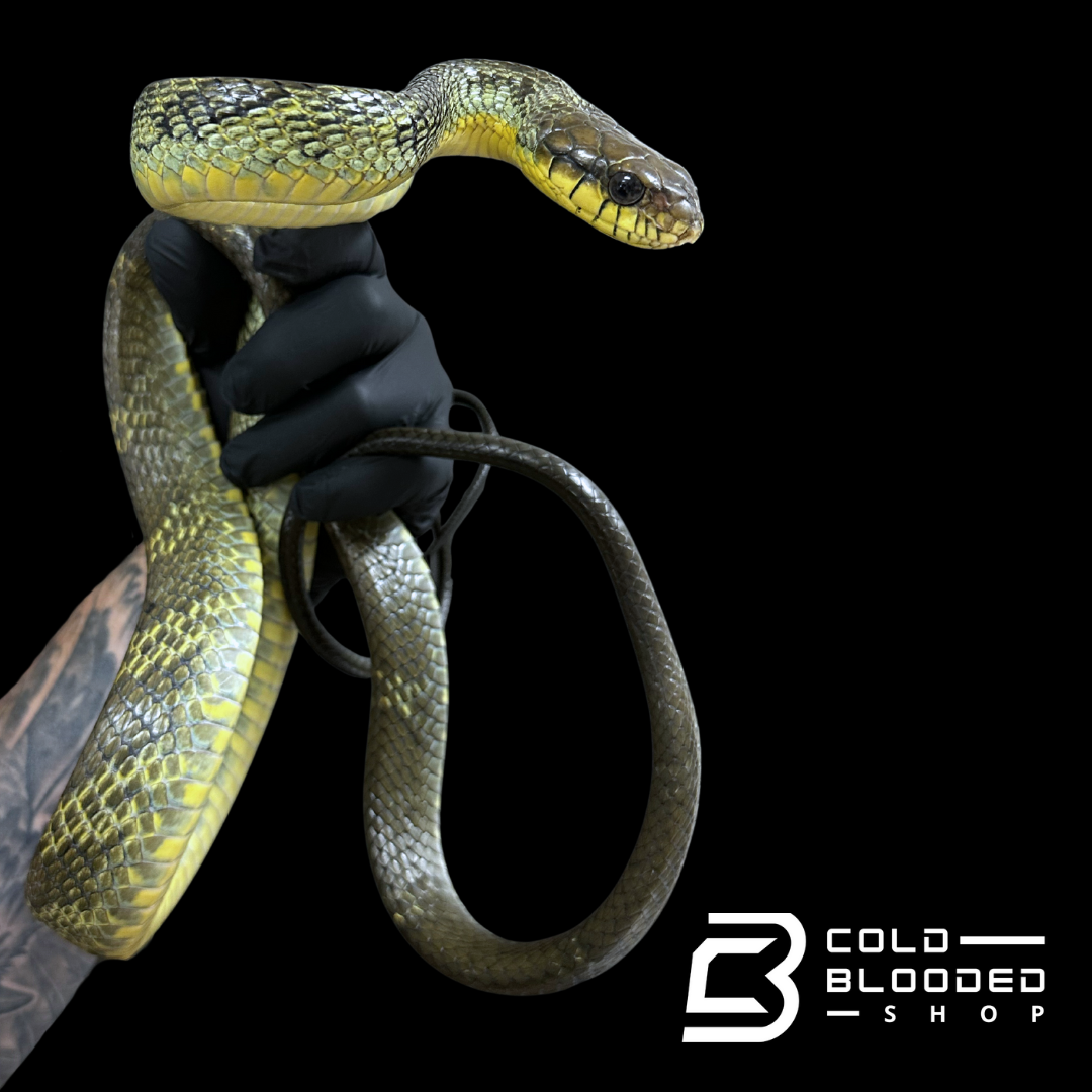 Amazon Puffing Snake - Spilotes sulphureus for Sale!