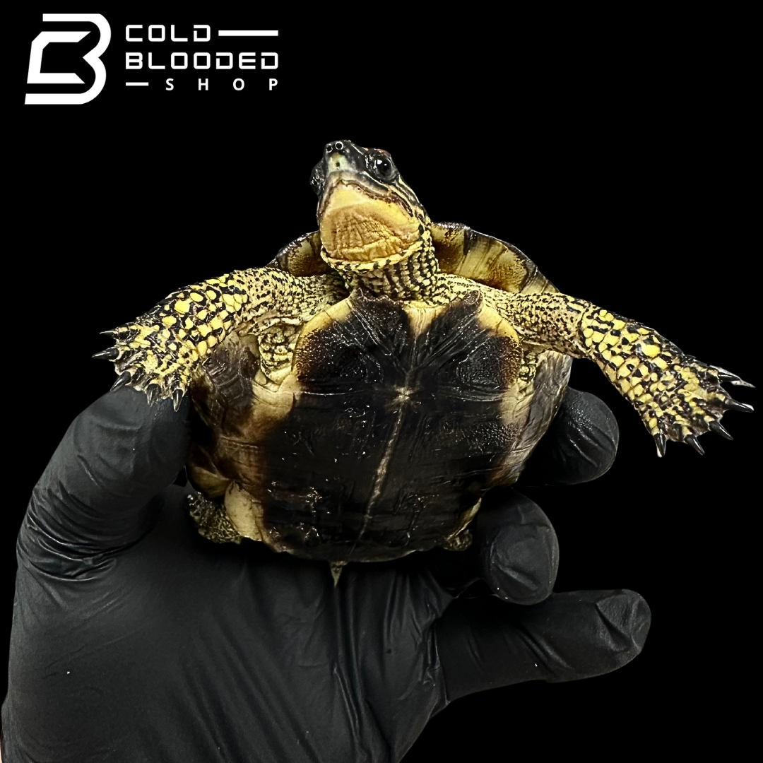 Spot-legged wood turtle - Rhinoclemmys punctularia