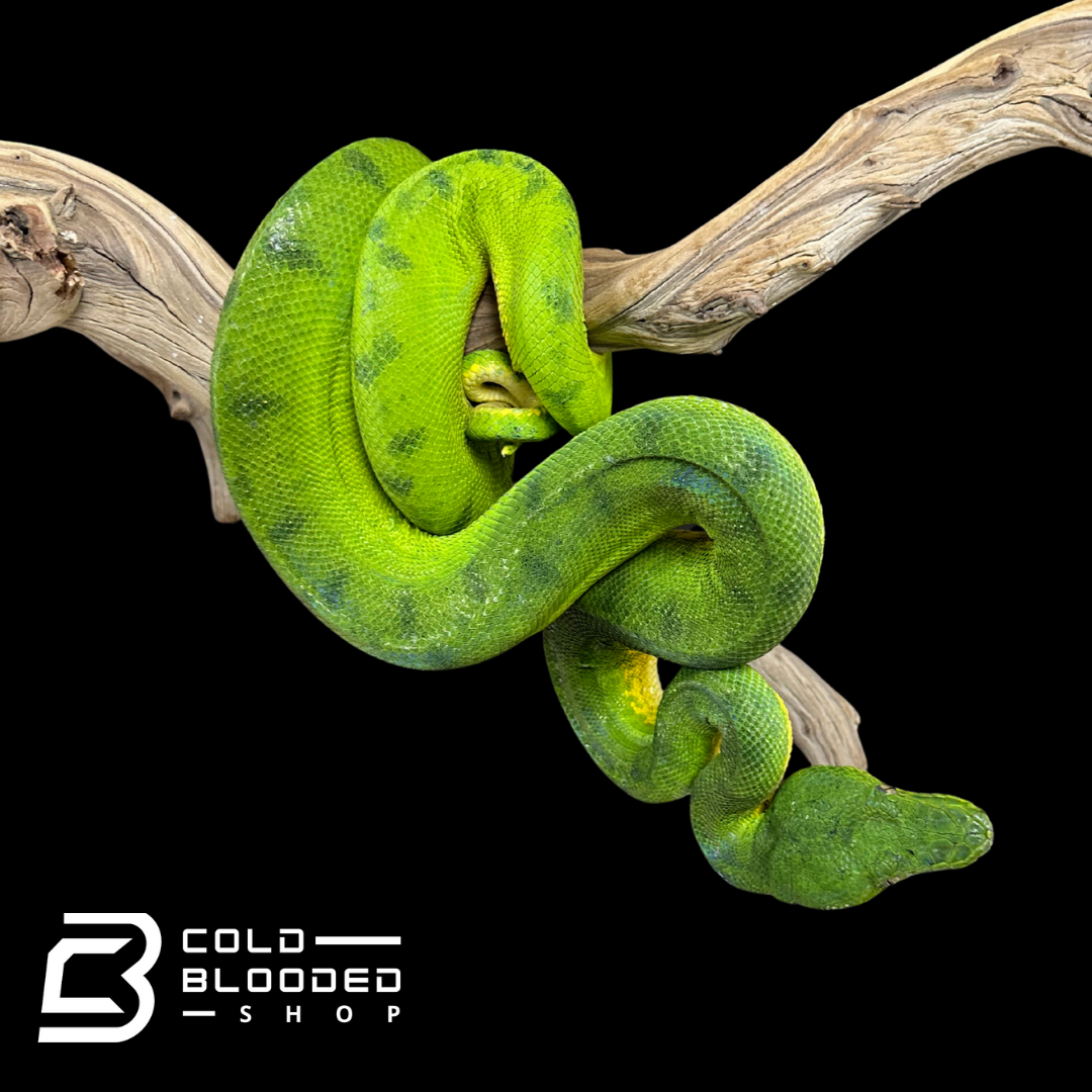 Adult anaconda phase Emerald Tree Boa - Corallus caninus
