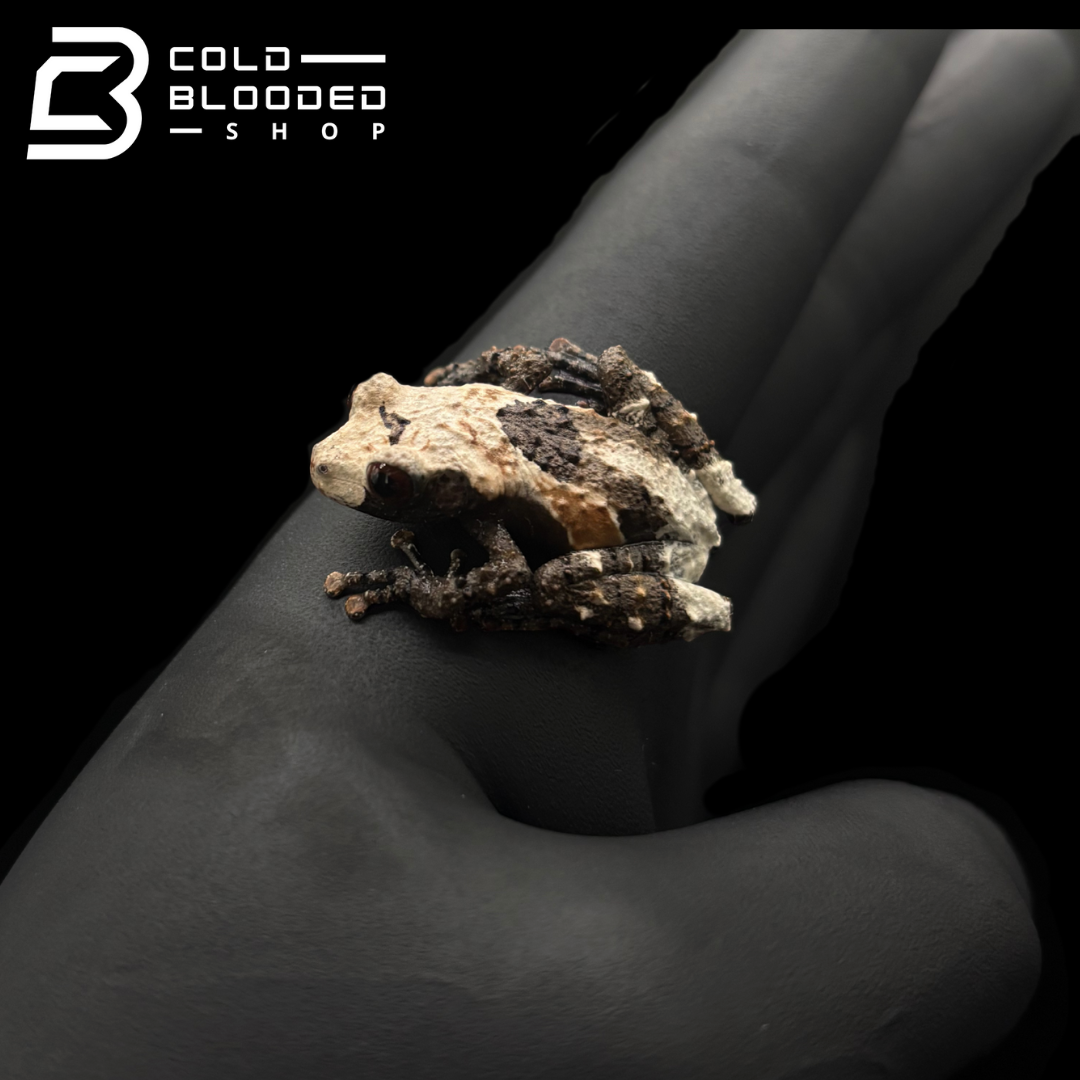 Vietnamese Bird Poop Frog - Theloderma asperum