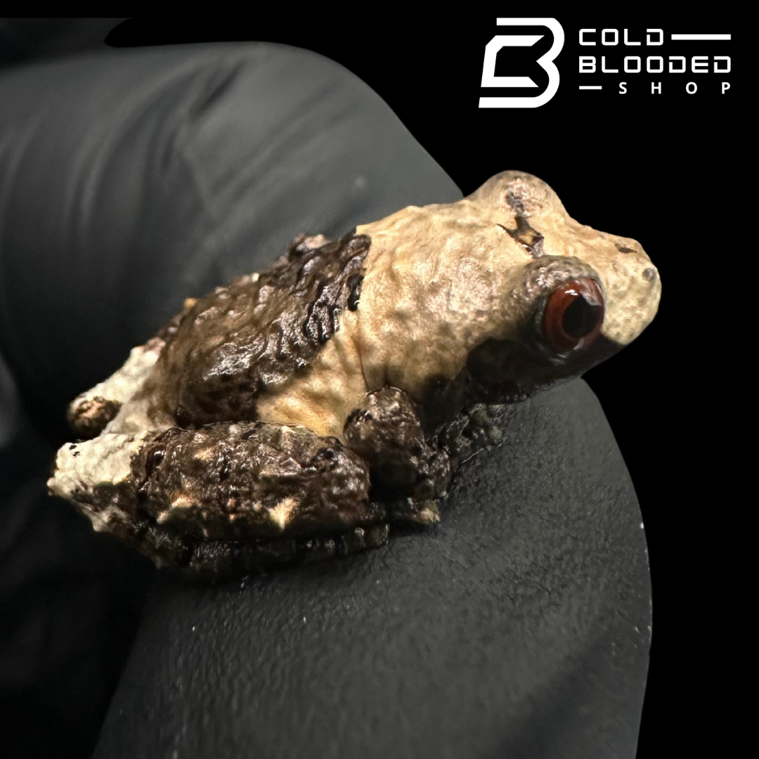 CBB Vietnamese Bird Poop Frog - Theloderma asperum