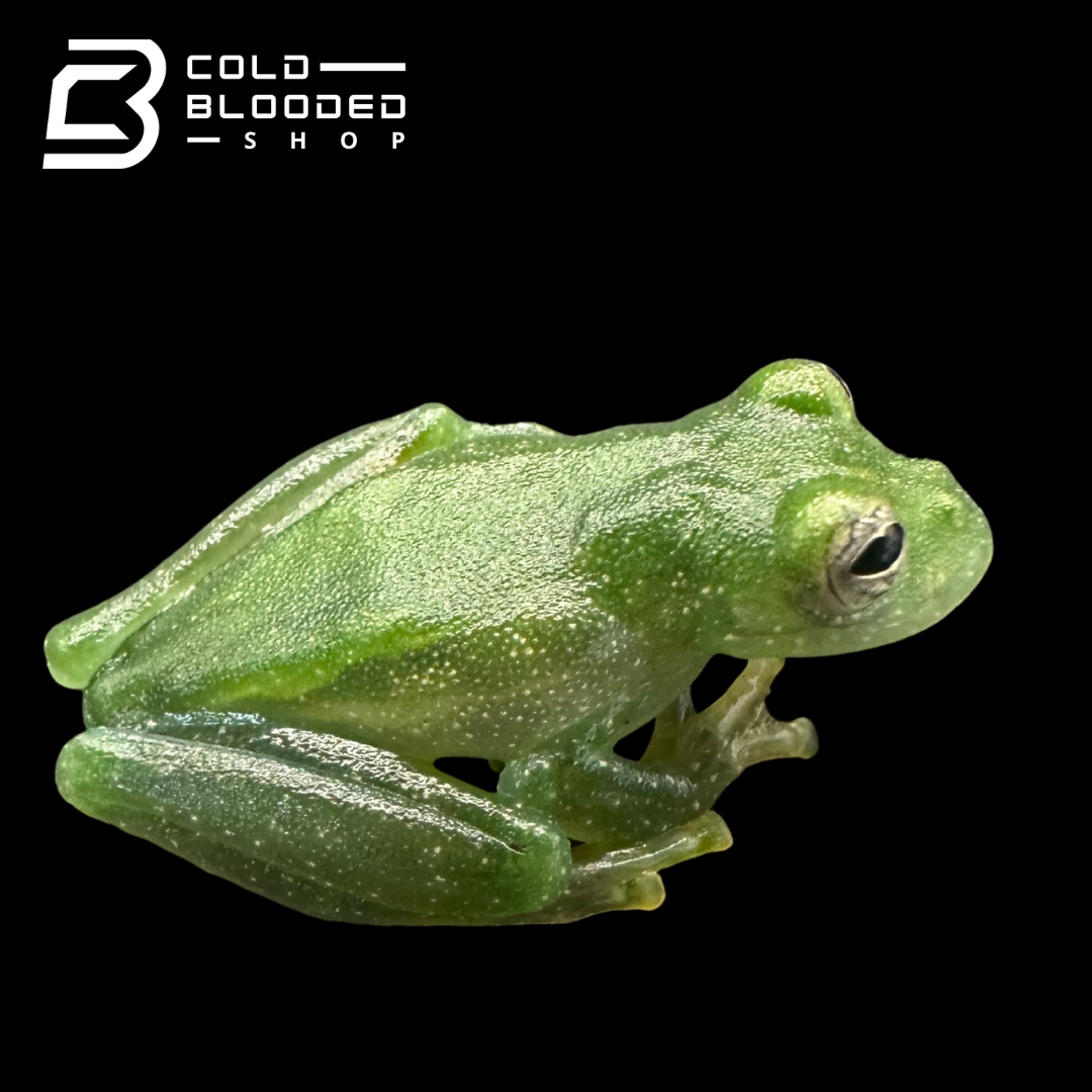 Powdered Glass Frogs - Teratohyla pulverata