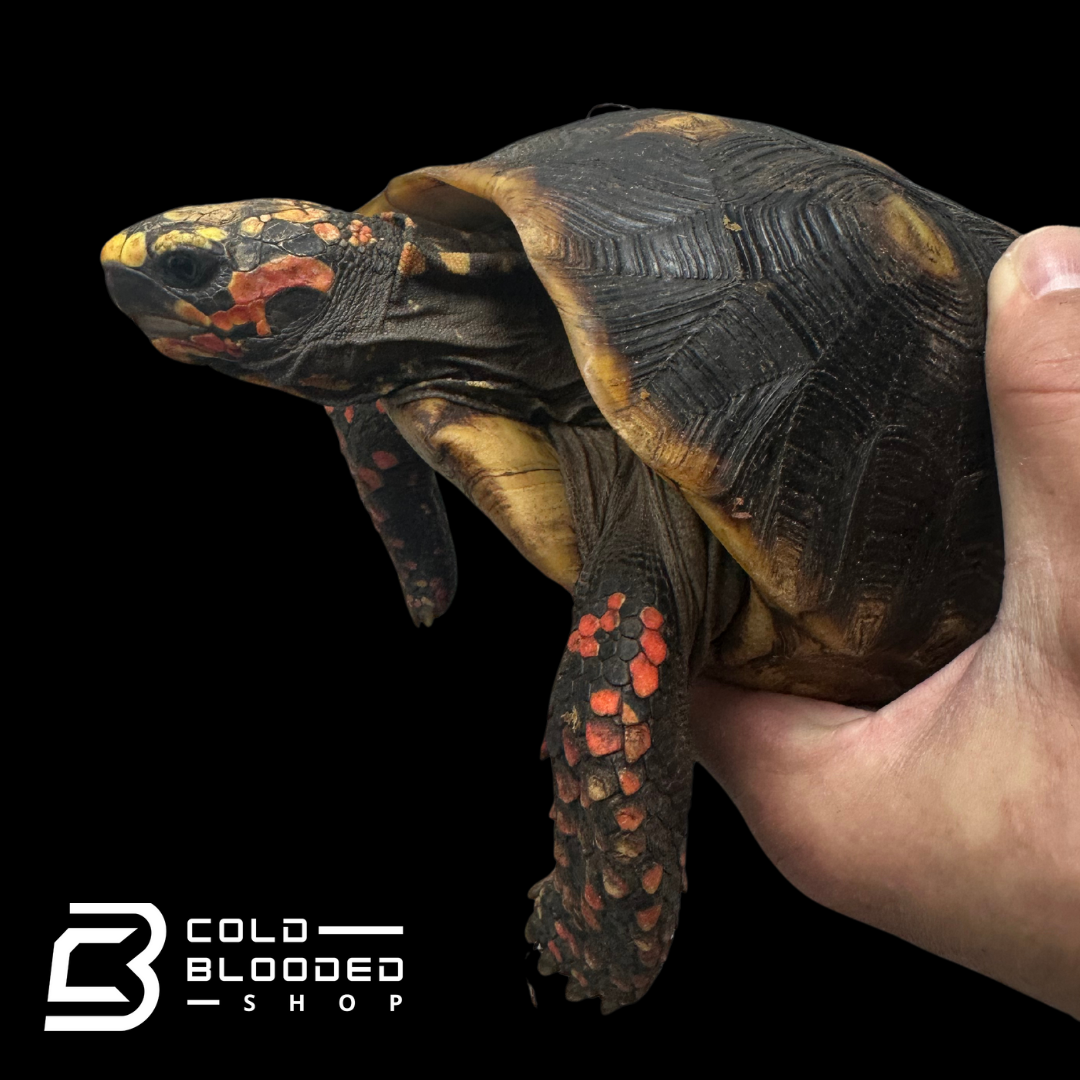 Suriname Redfoot tortoises mid size - Chelonoidis carbonaria