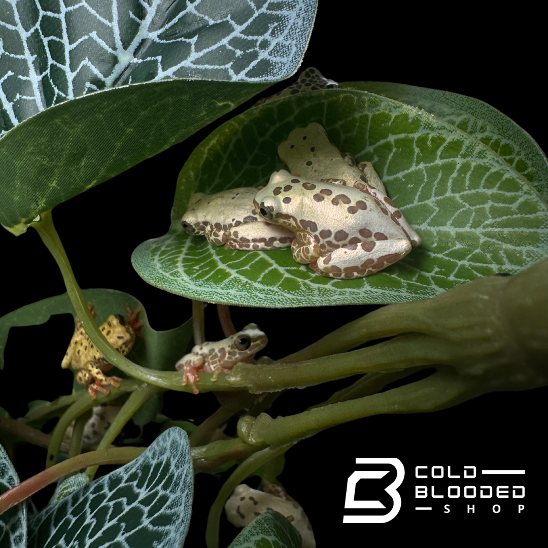 CB Reticulated Tree Frog - Dendropsophus reticulatus