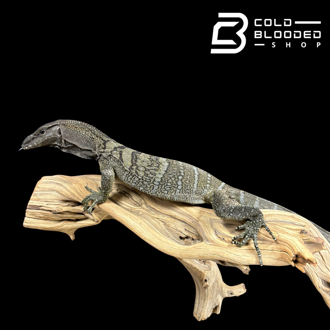 Juvenile Black Roughneck Monitor - Varanus rudicollis for Sale