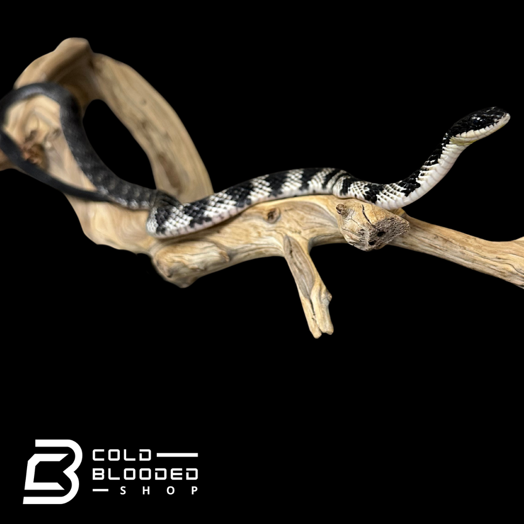 VERY RARE Keelback snake #4 - Tropidonophis halmahericus