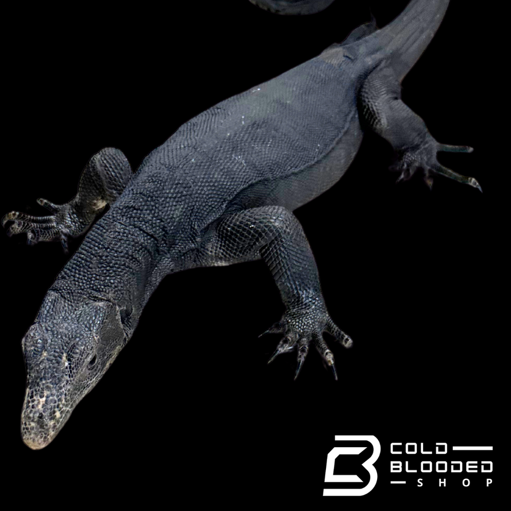 Shop Monitor Lizards Online – Tree Monitors, Water Monitors, & More