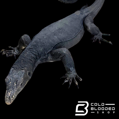 Shop Monitor Lizards Online – Tree Monitors, Water Monitors, & More