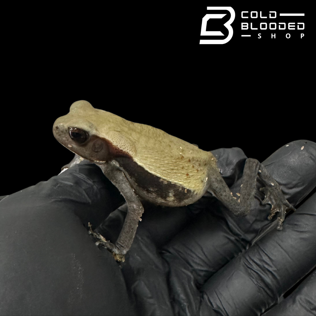 Baby/juvenile Smooth Sided Toad - Rhaebo Guttatus