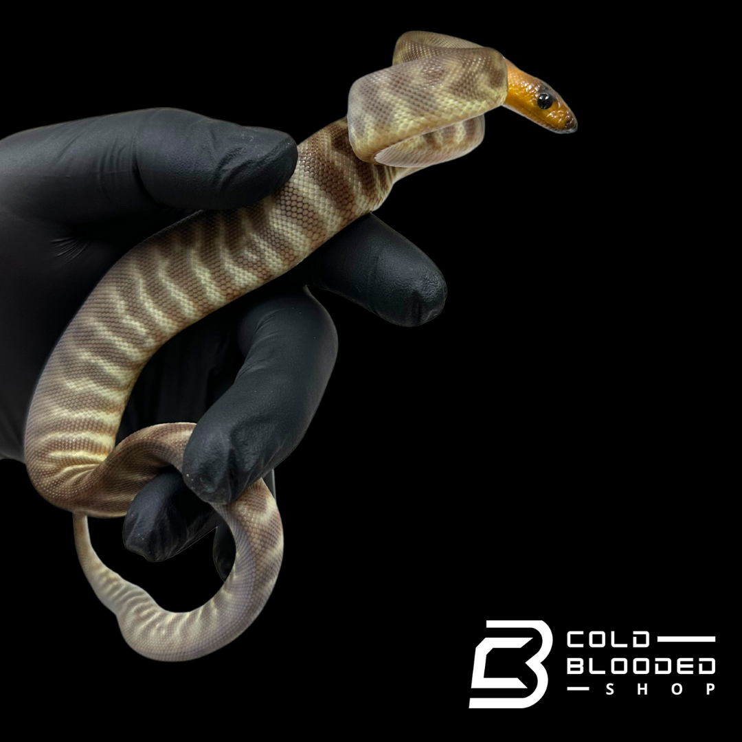 2025 Female Woma Python - Aspidites ramsayi