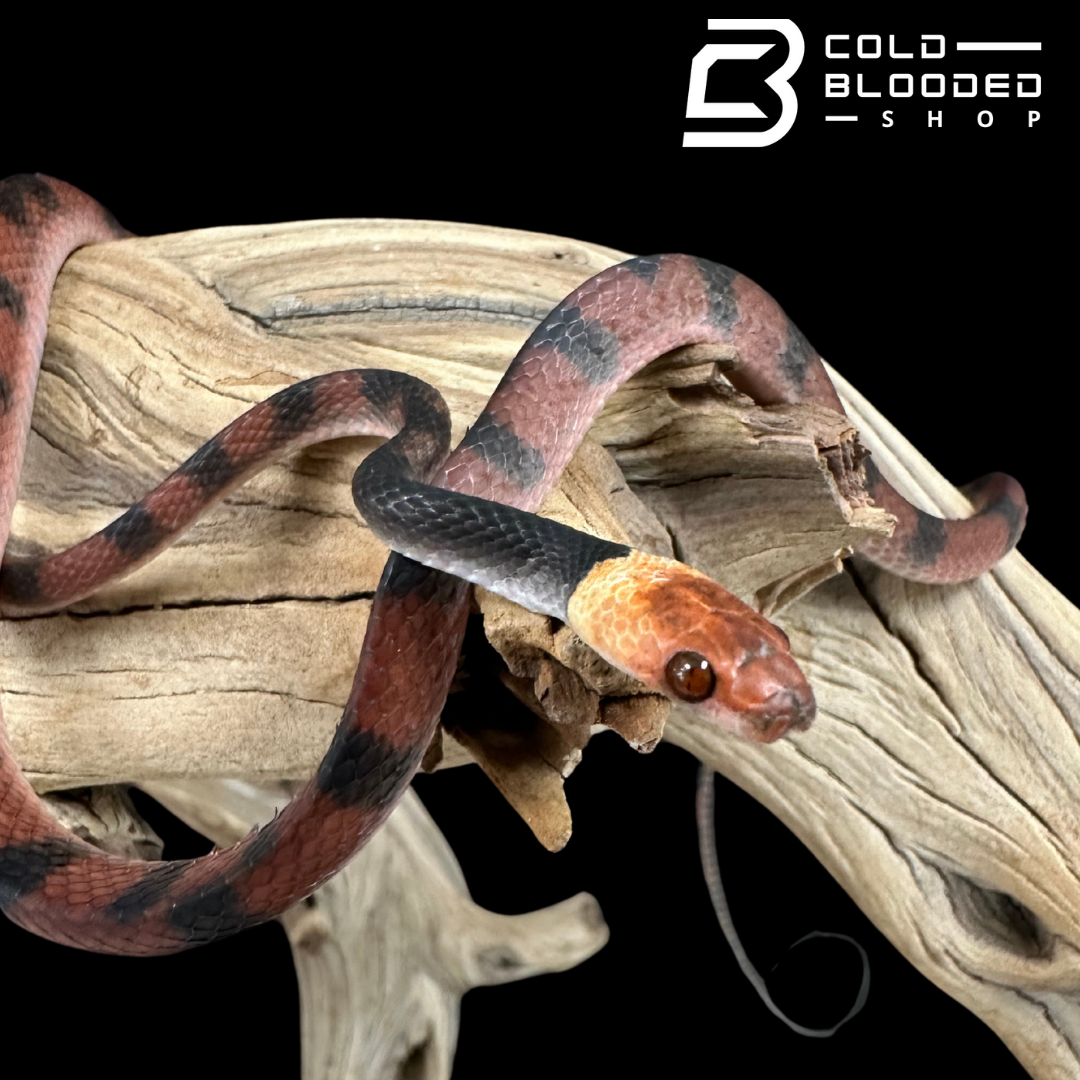 Red Vine Snake -Siphlophis compressus