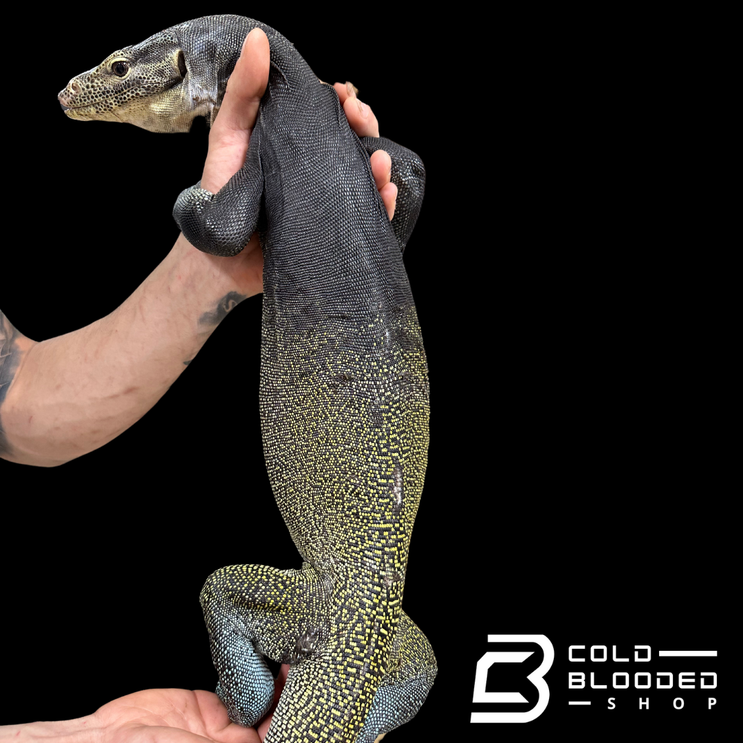 Adult Tri-Color Monitor - Varanus yuwonoi