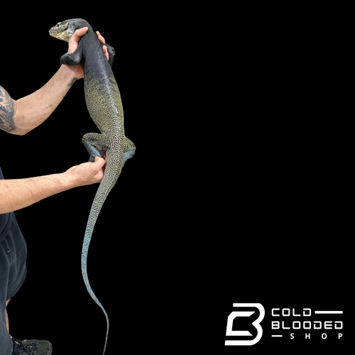 Shop Monitor Lizards Online – Tree Monitors, Water Monitors, & More