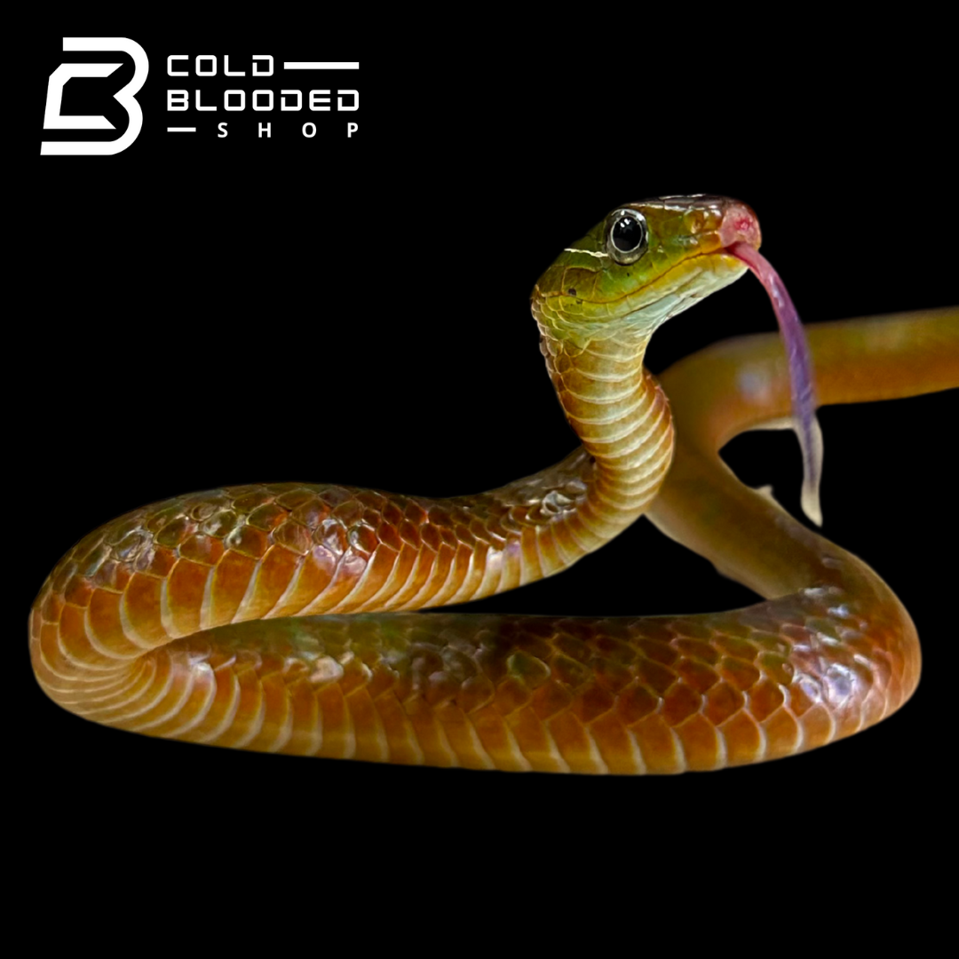 Smooth Machete fire Snake - Chironius Scurullus