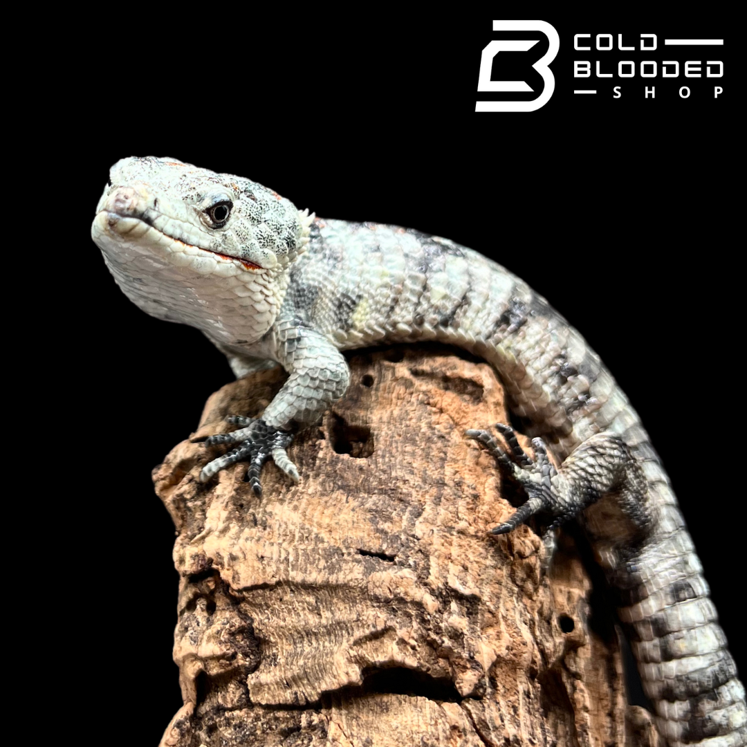 Calico Mexican Alligator Lizard - Abronia lythrochila #4