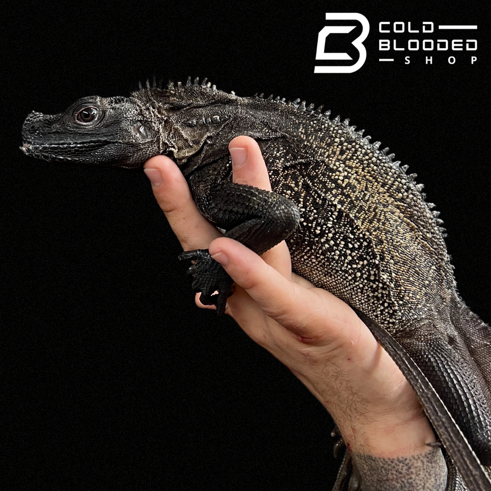 Sub-Adult Black Sailfin Dragon Lizard - Hydrosaurus celebensis