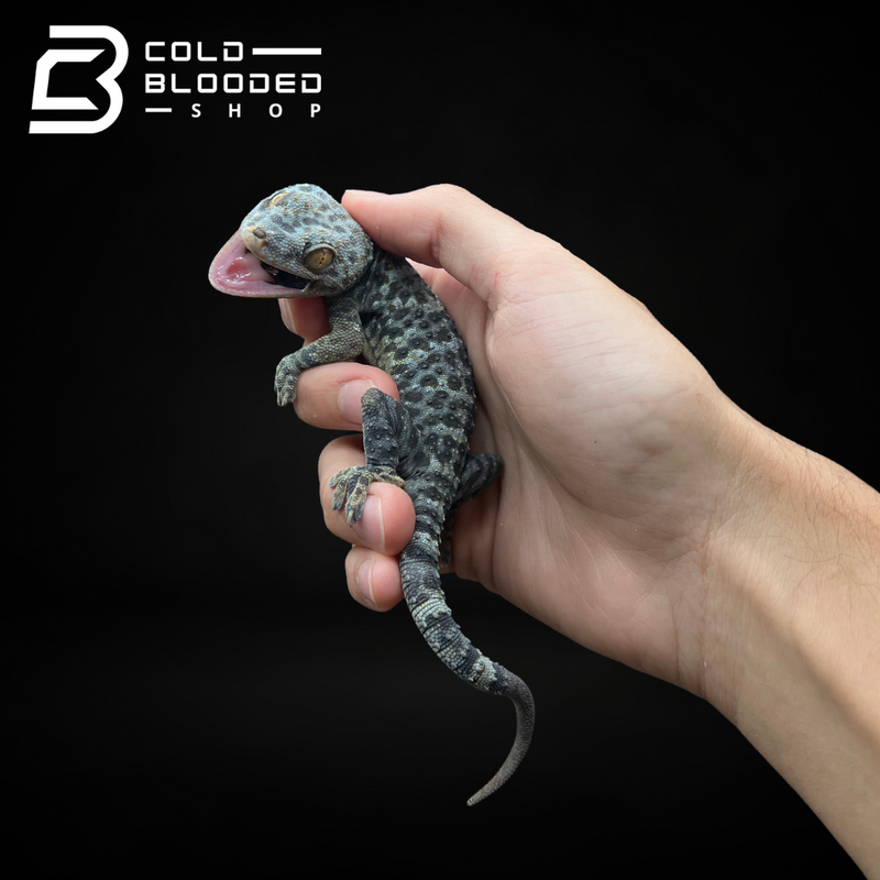 Female Granite Tokay Gecko - Gekko gecko for sale
