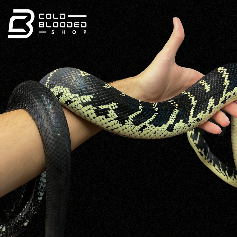 Male Boelen's Python - Simalia boeleni