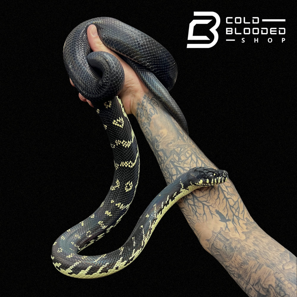 Male Boelen's Python - Simalia boeleni