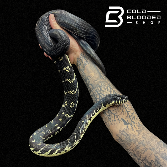 Male Boelen's Python - Simalia boeleni