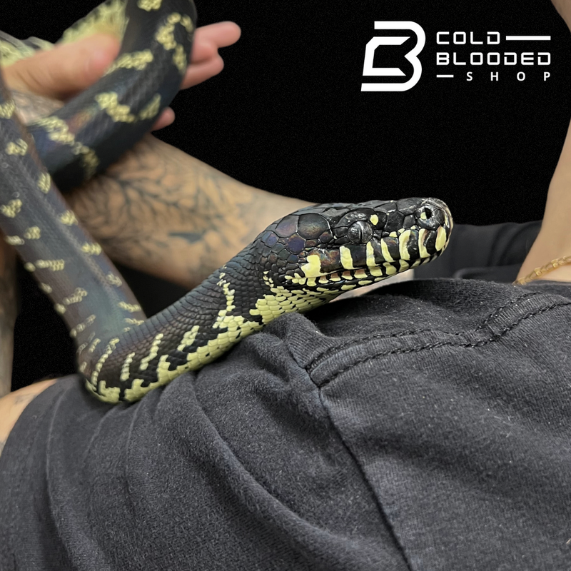 Male Boelen's Python - Simalia boeleni