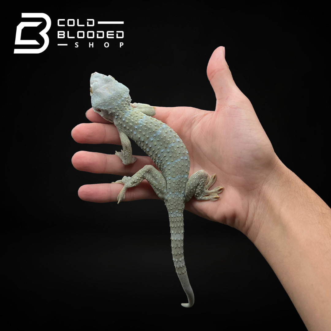 Tokay Gecko Morphs