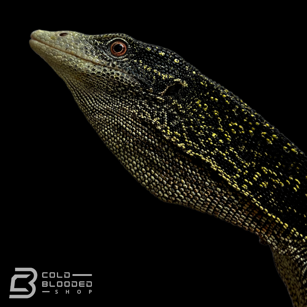 Adult Golden-spotted Tree Monitor - Varanus boehmei