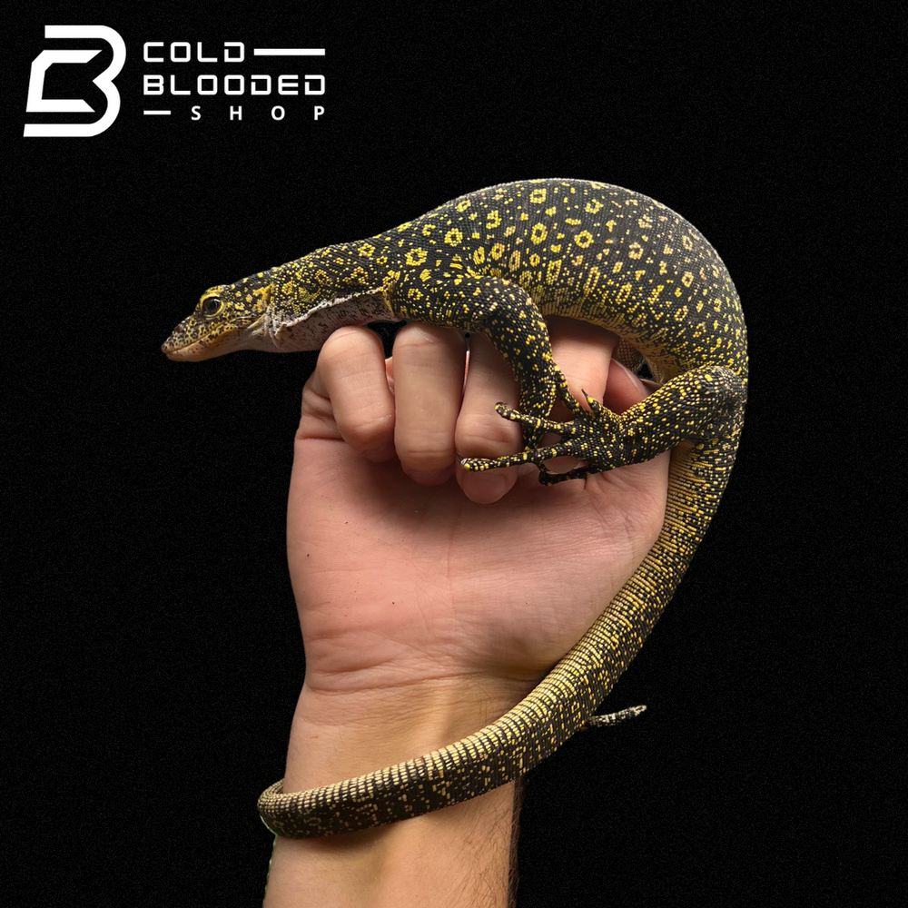 Kei Island Monitor - Varanus colei