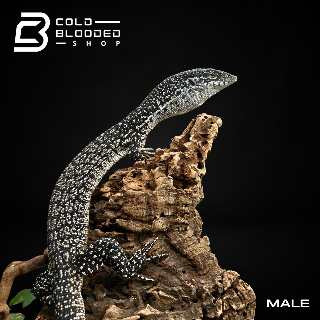 Pair of Similis Monitor - Varanus similis