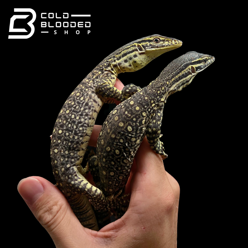 Baby Argus Monitors - Varanus panoptes for sale