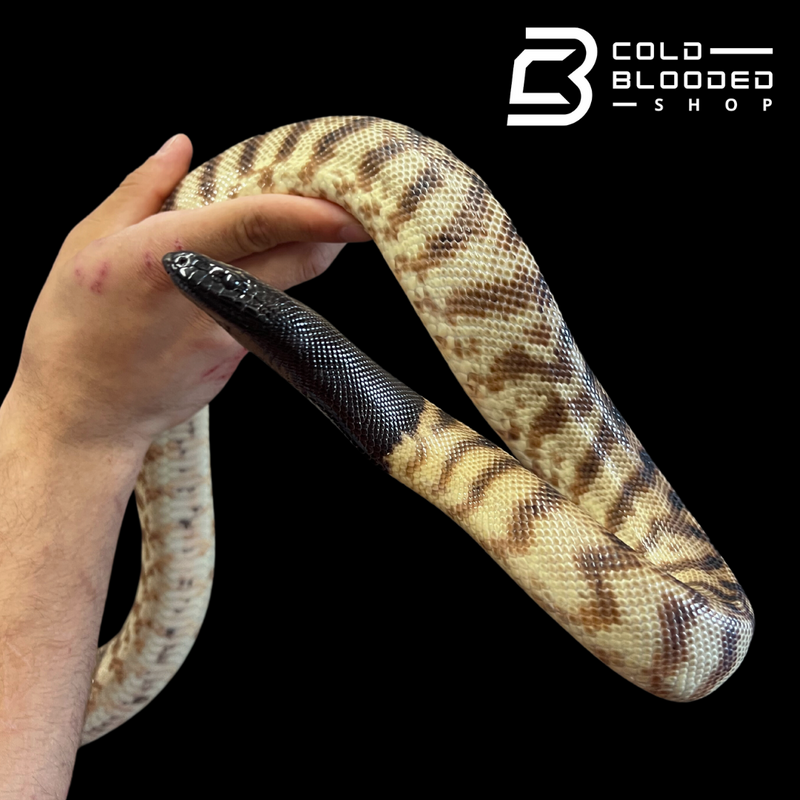 Male Black-Headed Python - Aspidites melanocephalus