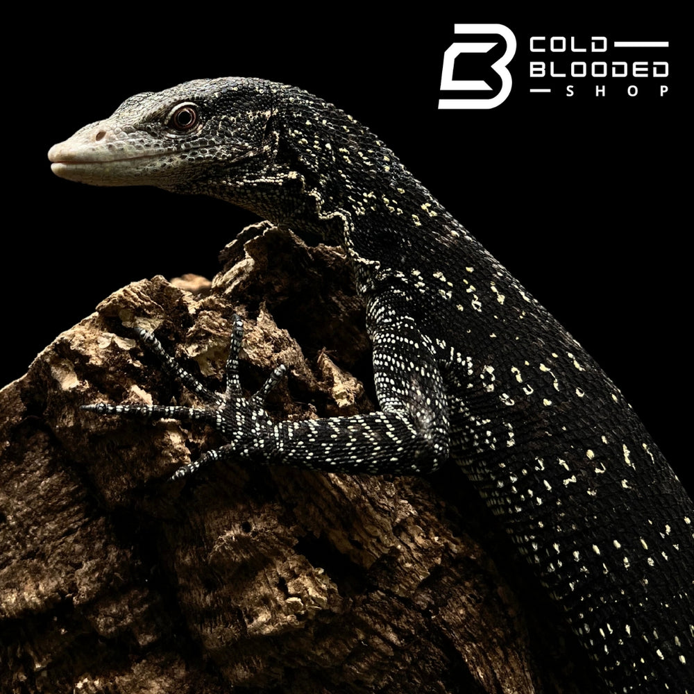 Adult Golden-spotted Tree Monitors - Varanus boehmei