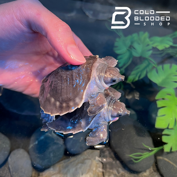 Baby Fly River Turtle - Carettochelys insculpta