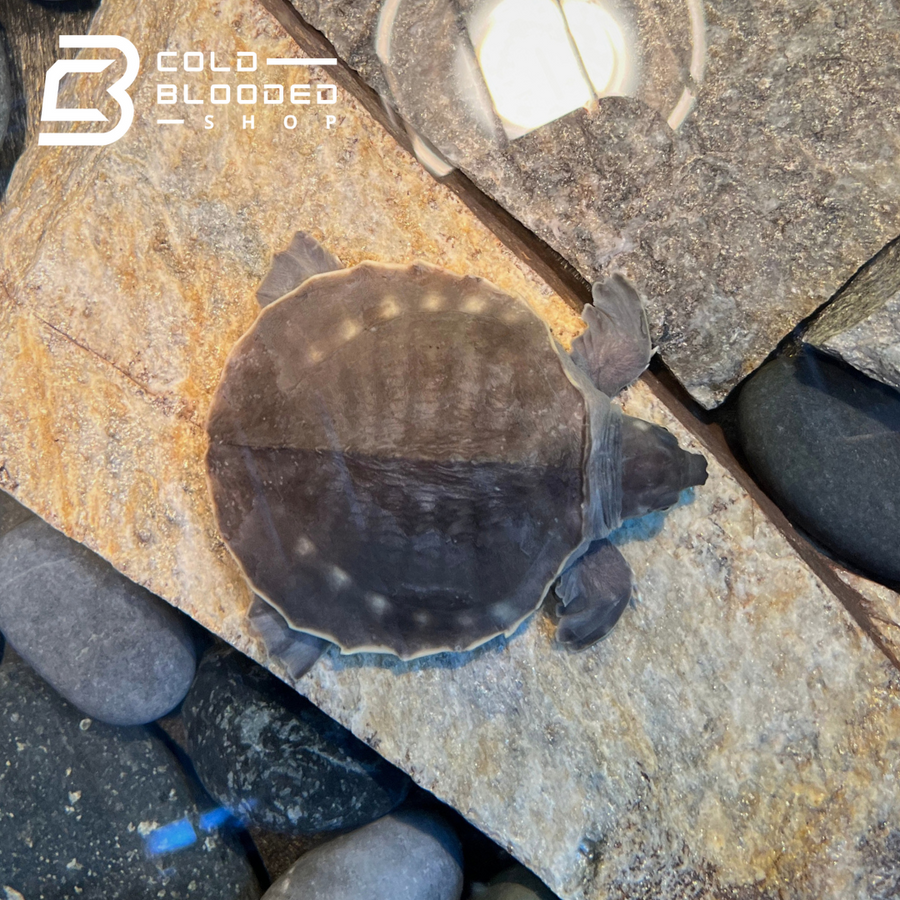 Baby Fly River Turtle - Carettochelys insculpta