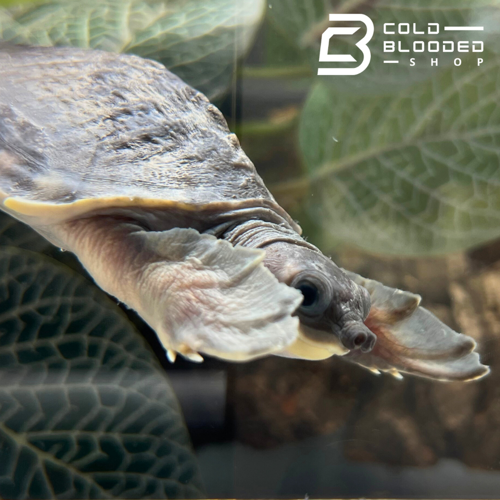 Baby Fly River Turtle - Carettochelys insculpta