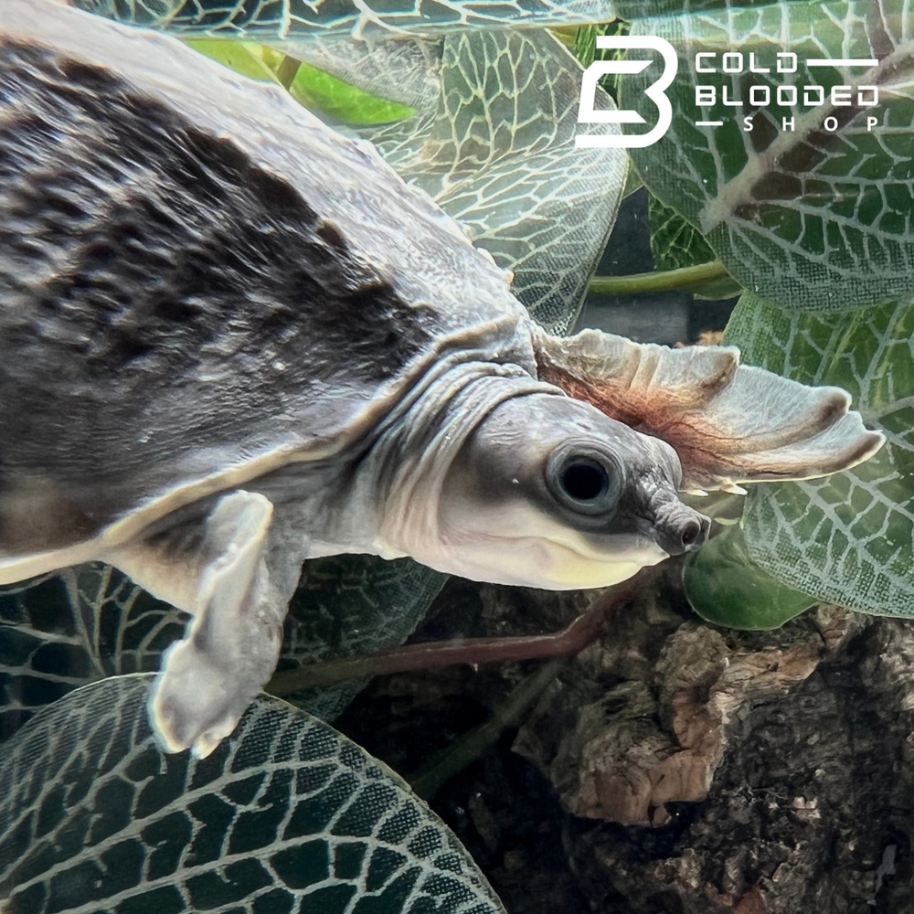 Baby Fly River Turtle - Carettochelys insculpta