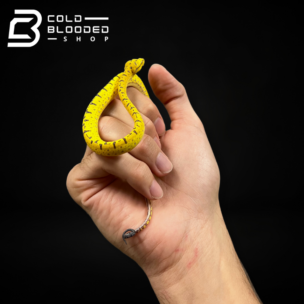 Baby Manokwari Green Tree Pythons - Morelia viridis