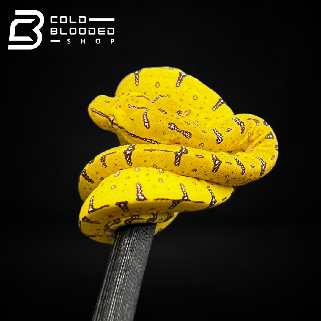 Baby Manokwari Green Tree Pythons - Morelia viridis