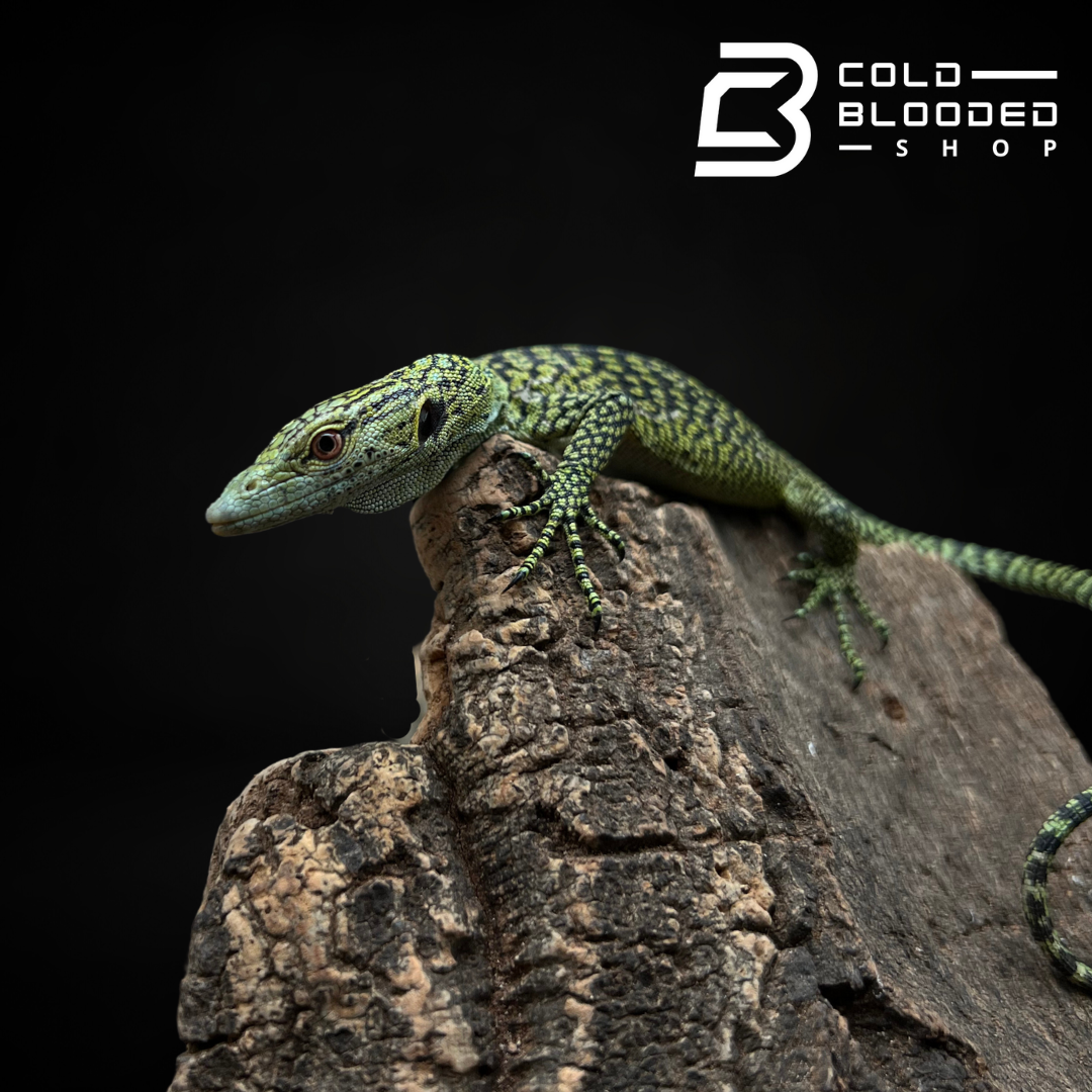Baby Biak Tree Monitor - Varanus kordensis