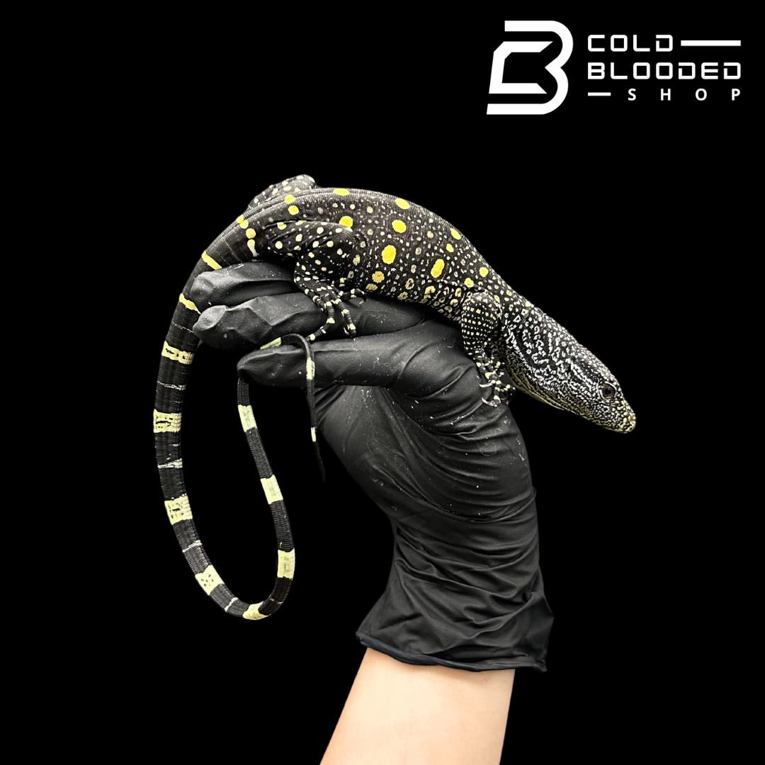 USCB Baby Crocodile Monitor - Varanus salvadorii