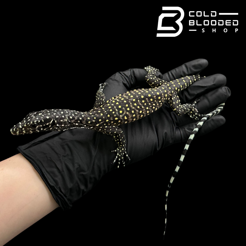 Shop Monitor Lizards Online – Tree Monitors, Water Monitors, & More
