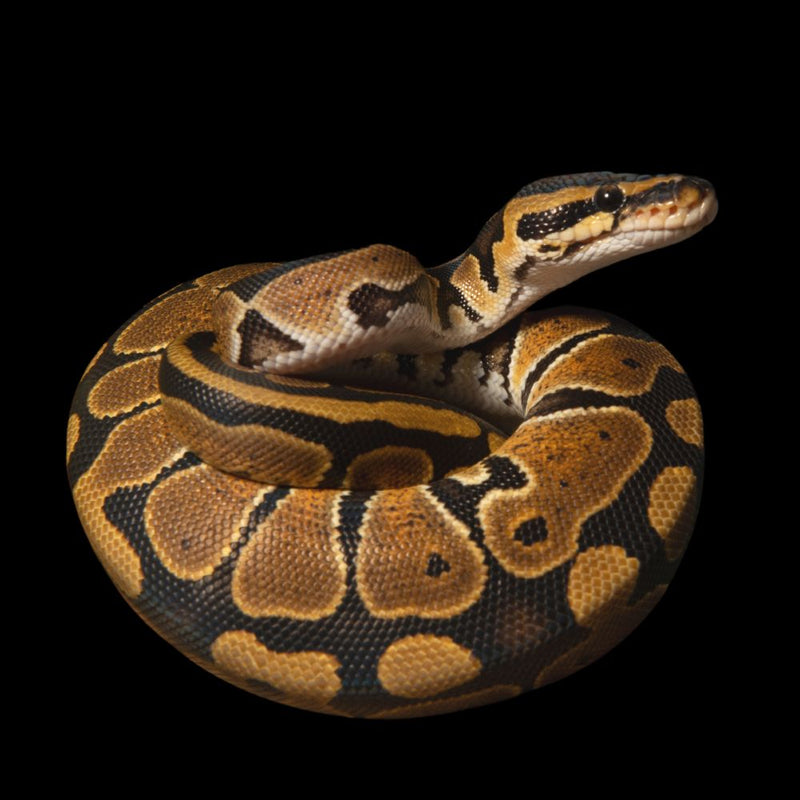 Sub-Adult Banana Pied Ball Python
