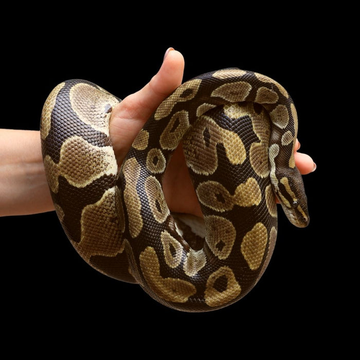 Sub-Adult Enchi Freeway Ball Python