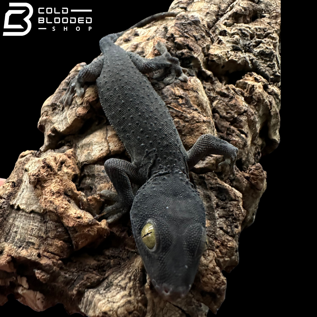 Young Patternless Tokay Gecko - Gekko gecko
