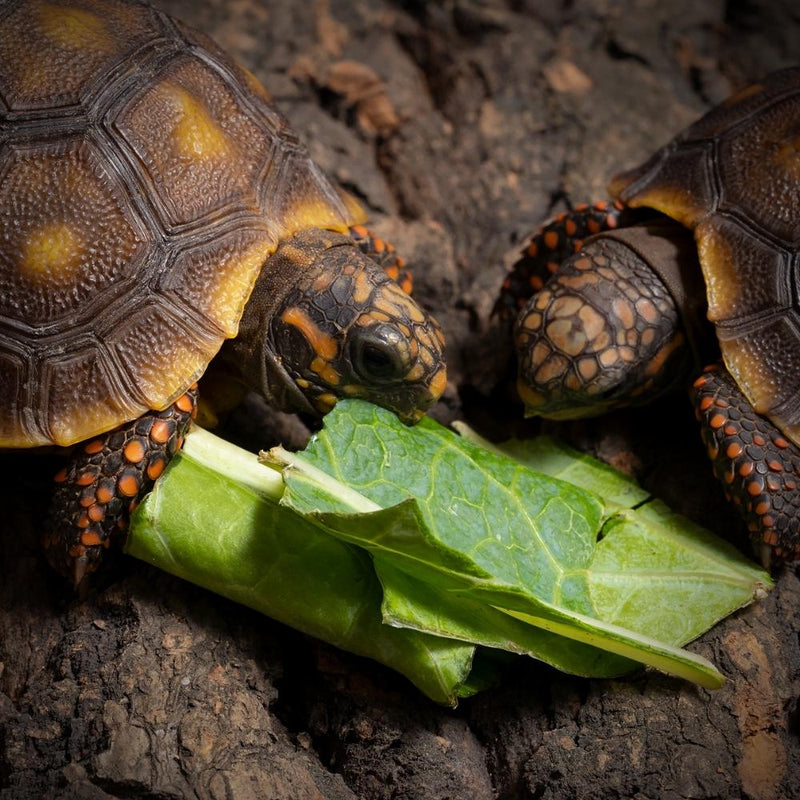 Baby Red-foot Tortoises - Chelonoidis carbonaria