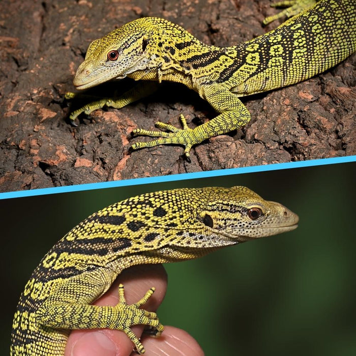 Adult Male Yellow Tree Monitor - Varanus reisingeri