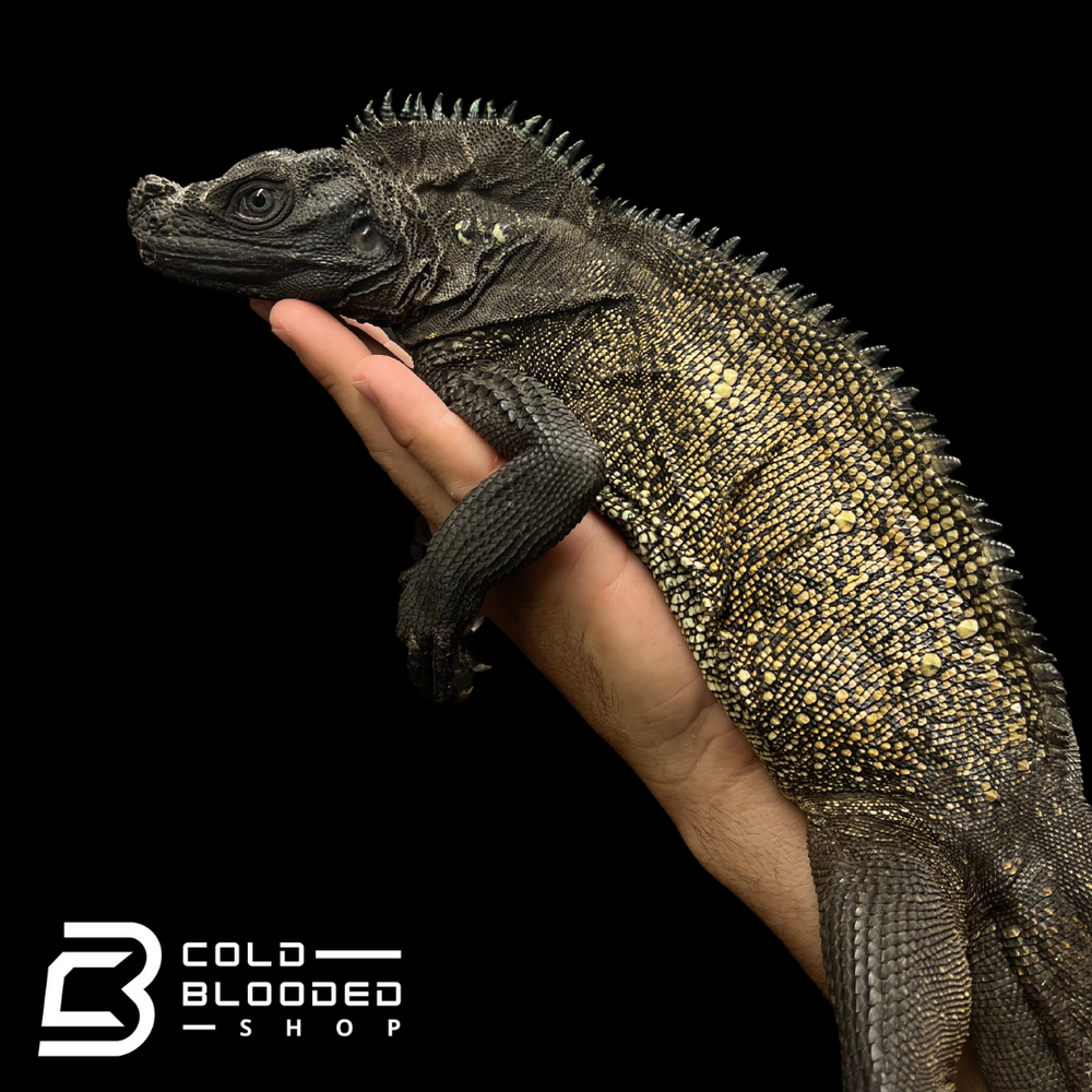Adult Black Sailfin Dragon Lizard - Hydrosaurus celebensis